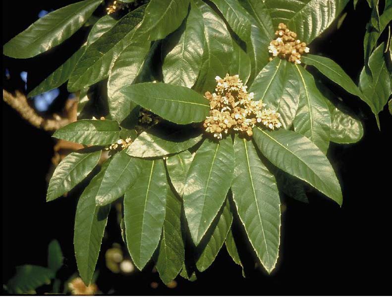 Beechwood Landscape Architecture and Construction: Japanese Loquat ...