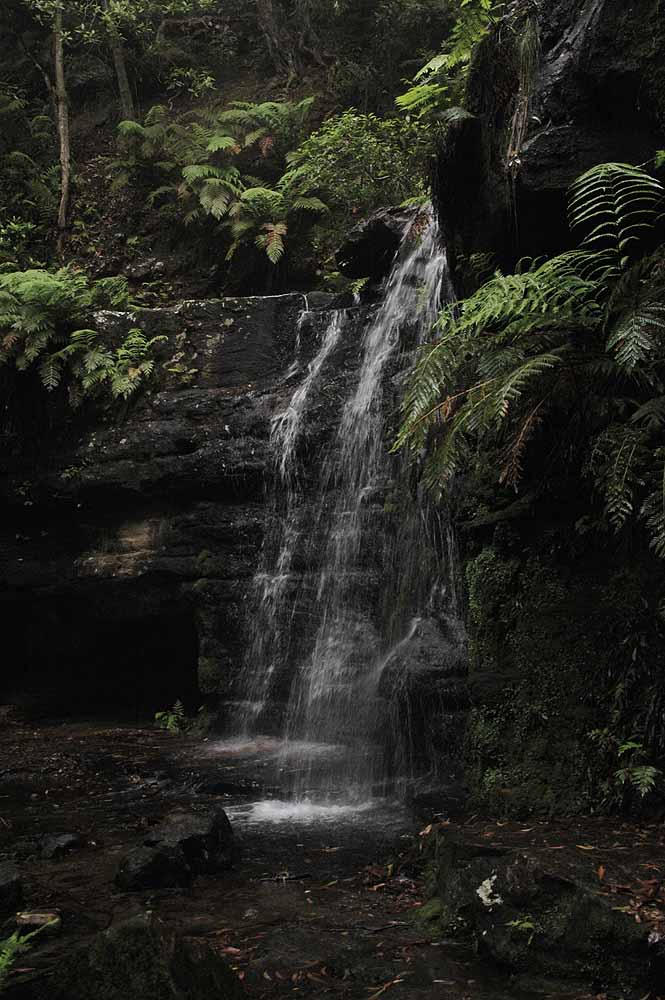 The Nature of Robertson: A walk (climb) down to Fairy Bower