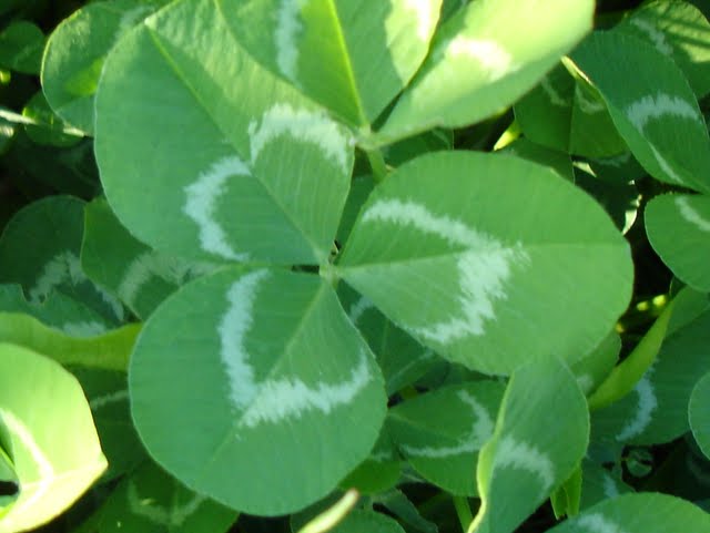 FLORS: Trèvol blanc (Trifolium repens)