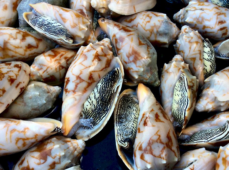 Kibol well-met | dead-hungry