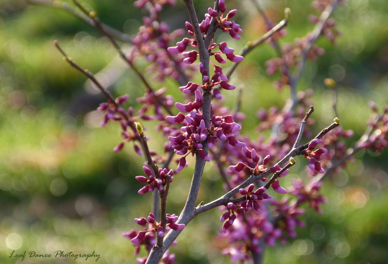 Leaf Dance Photography: Trees in Bloom #8 // Redbud // Part 2