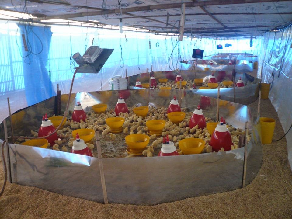 TIPS IRIT BAHAN BAKAR TANPA MENGURANGI KUALITAS BROODING PADA ...