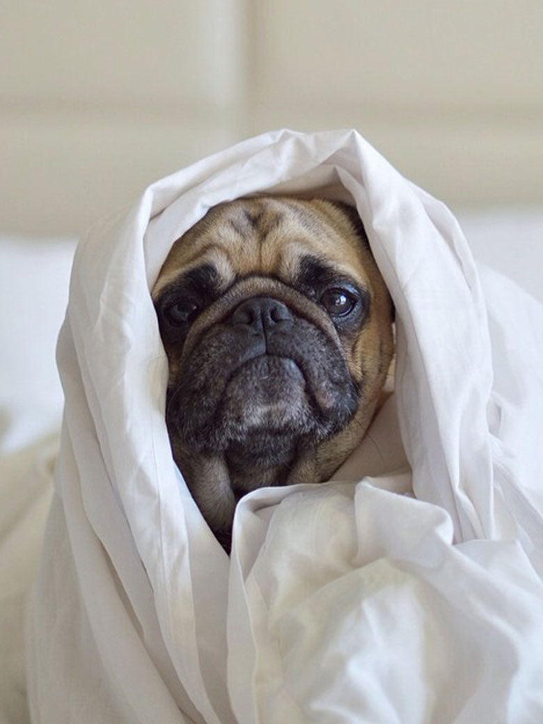 Image Drôle du Net: mai 2017