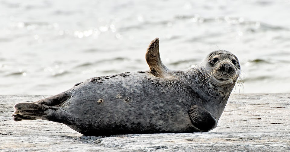 Grey Seal | Endangered Animals Facts, Wildlife Pictures And Videos