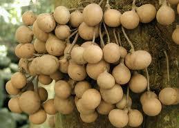 STYLIST GENERATION: Buah Langsat Kaya Manfaat