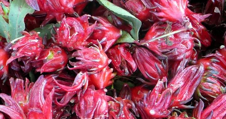 LE BISSAP: bienfaits sur la santé