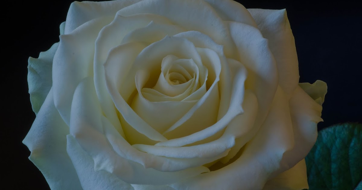 The Things I Enjoy: A white Avalanche rose