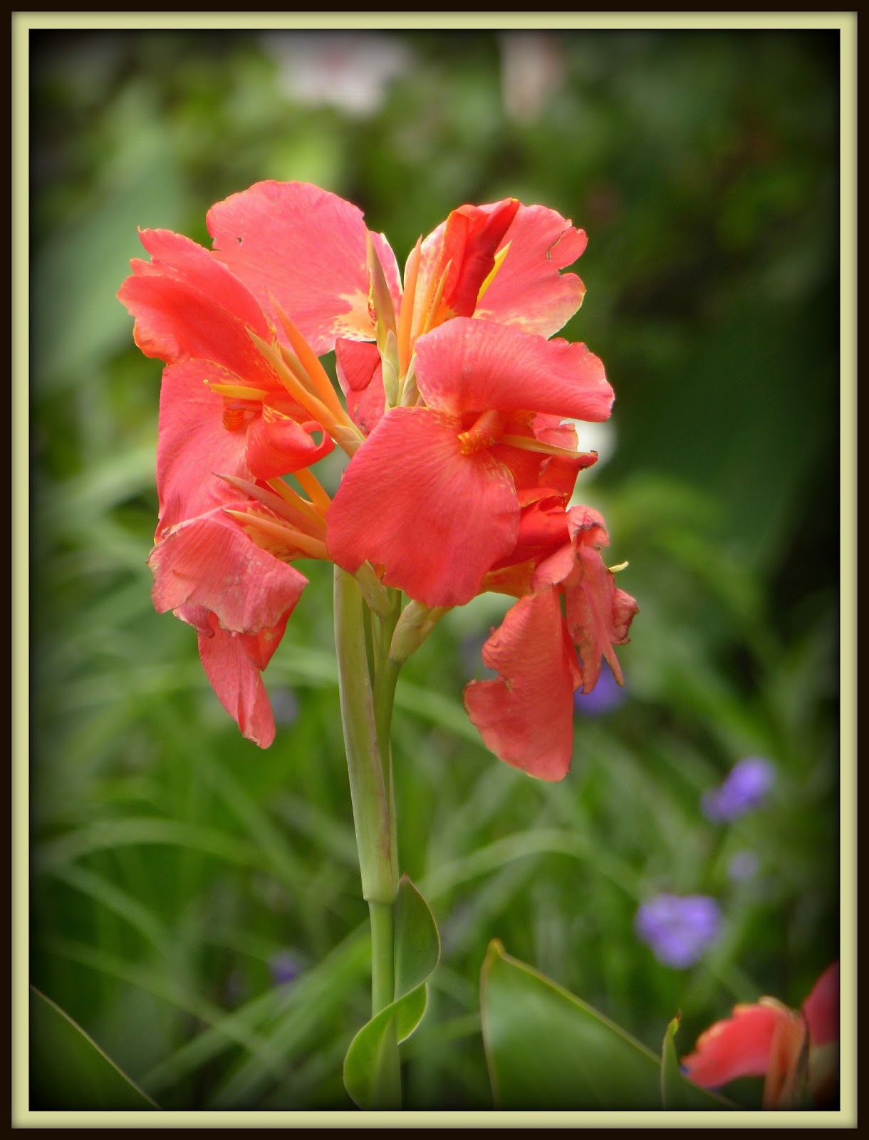 Birding For Pleasure: Flowers in Malawi