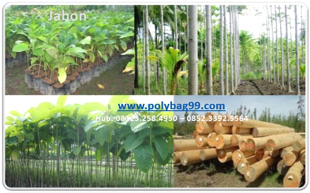 Proses Pembibitan Tanaman Jabon | Pusat Informasi Agrobis