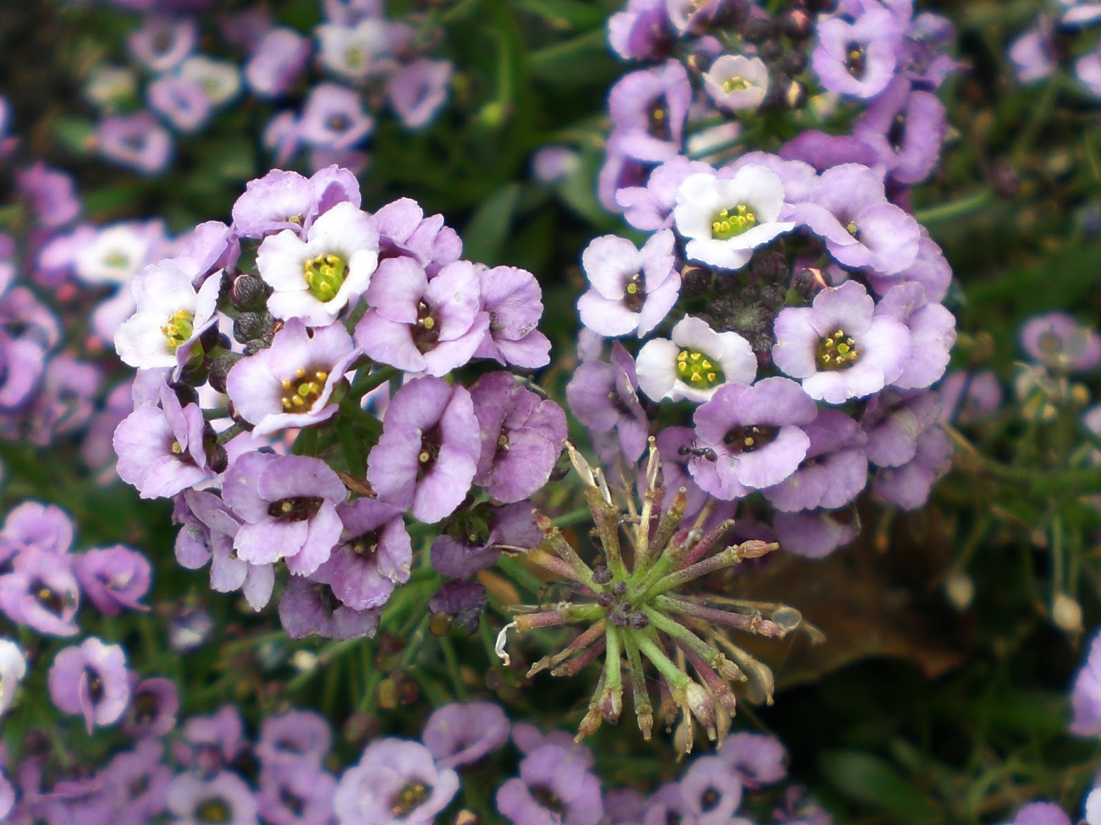 Lobularia maritima morada | Flores colombia