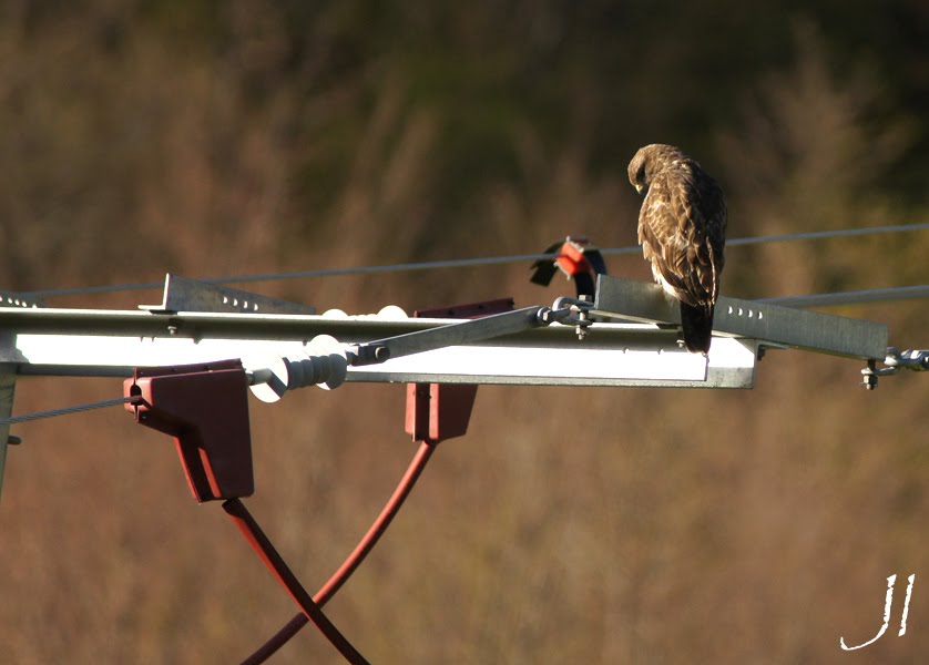 Imágenes de nuestra fauna: Aguila ratonera (Buteo buteo)