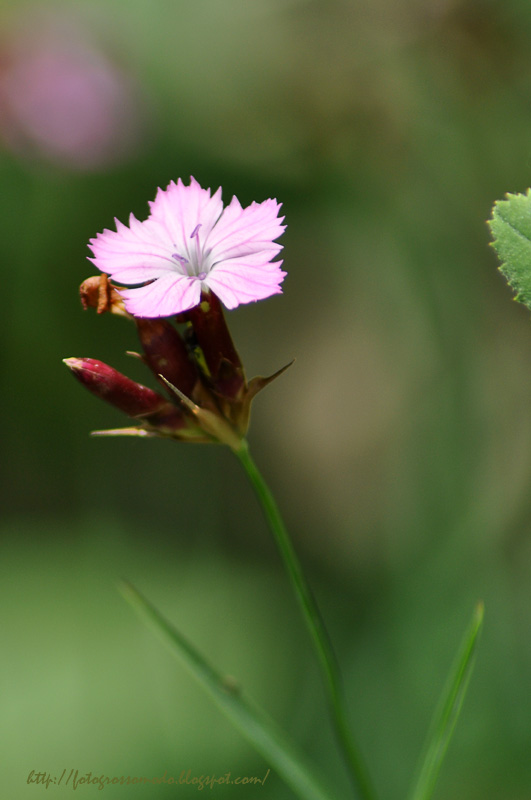 In linii mari: Garofite salbatice (Dianthus ...)