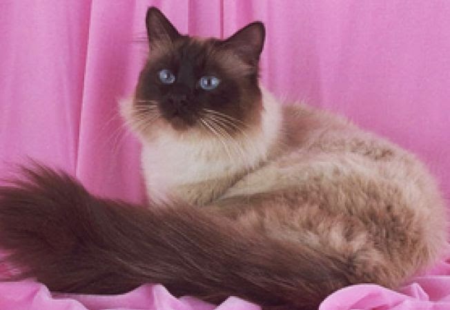 Pisica Birmaneza un animal de companie pt toti ~ Poze rase de pisici ...