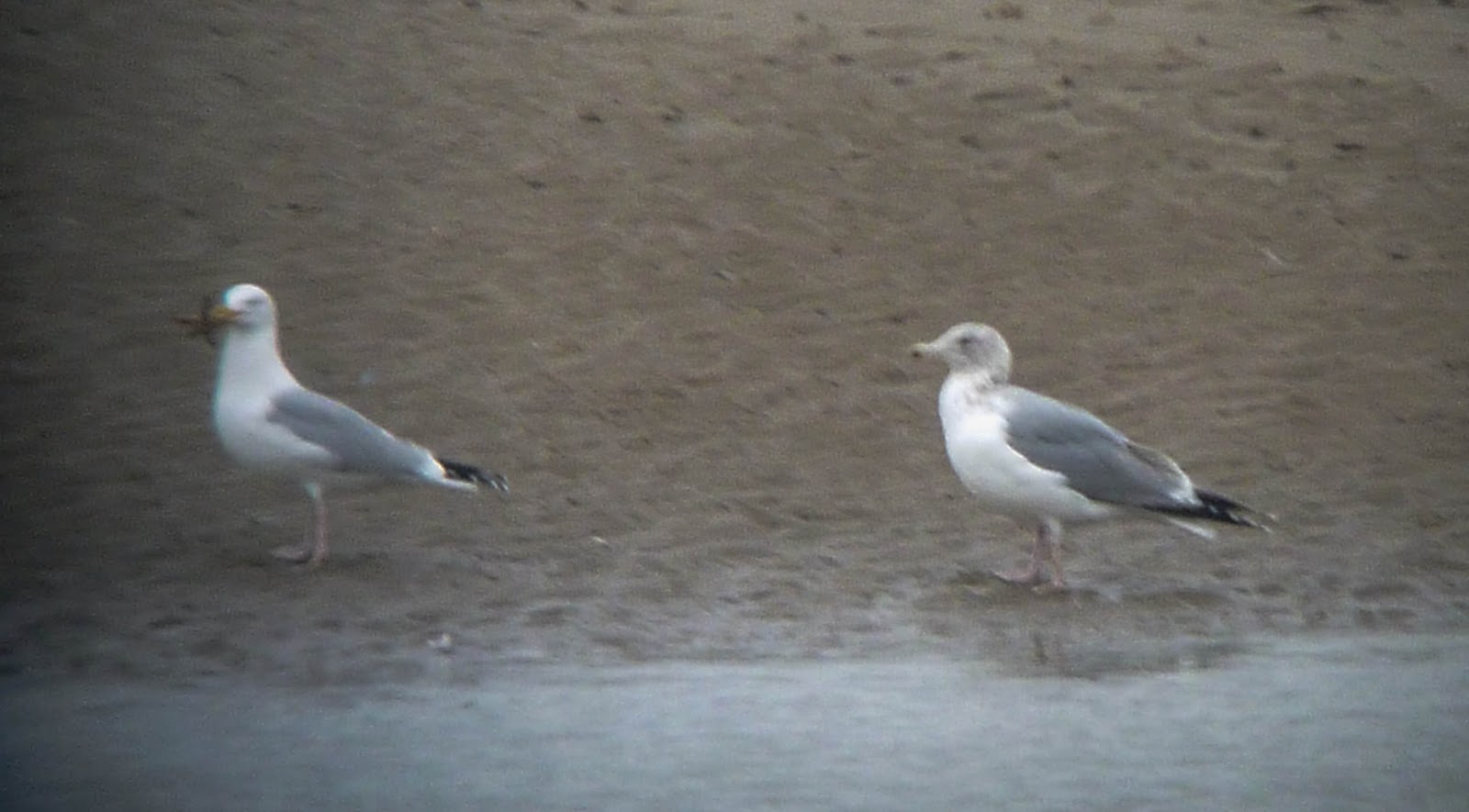 We Bird North Wales: East Conwy coast gulling