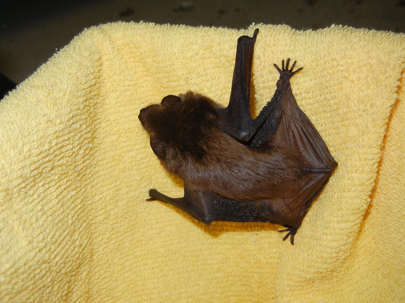Baby Birder: Harry the Big Brown Bat