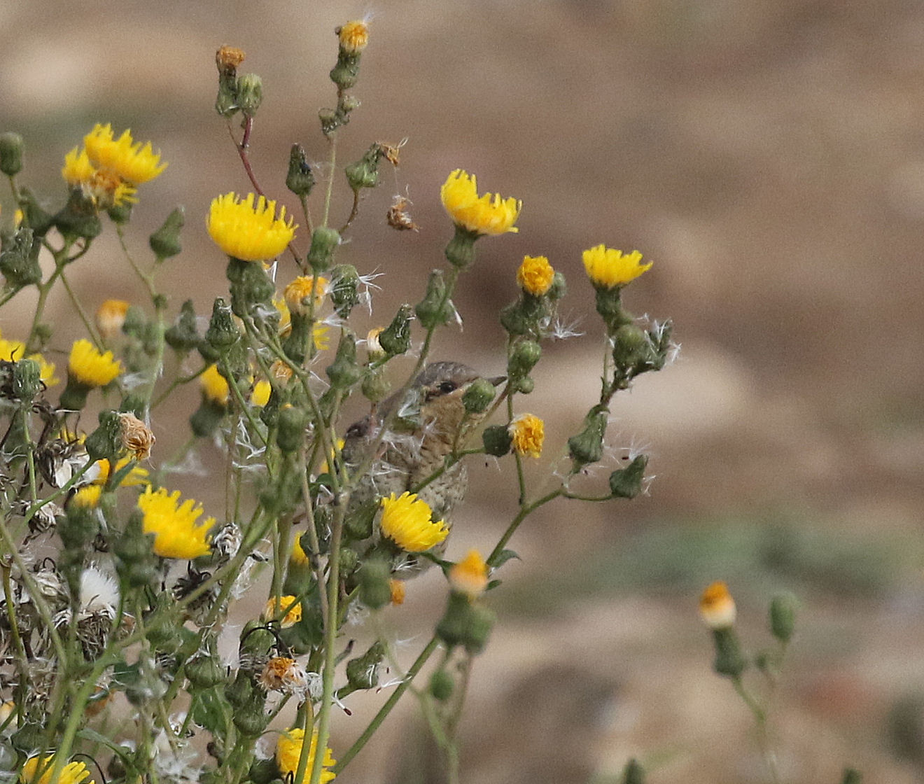 Birding with Flowers: Spurn Migration Festival Wryneck