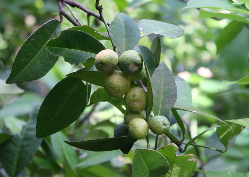 යකිනාරං [Yakinaran] (Atalantia ceylanica) ~ අපේ ඔසුපැළ Medicinal Plants ...