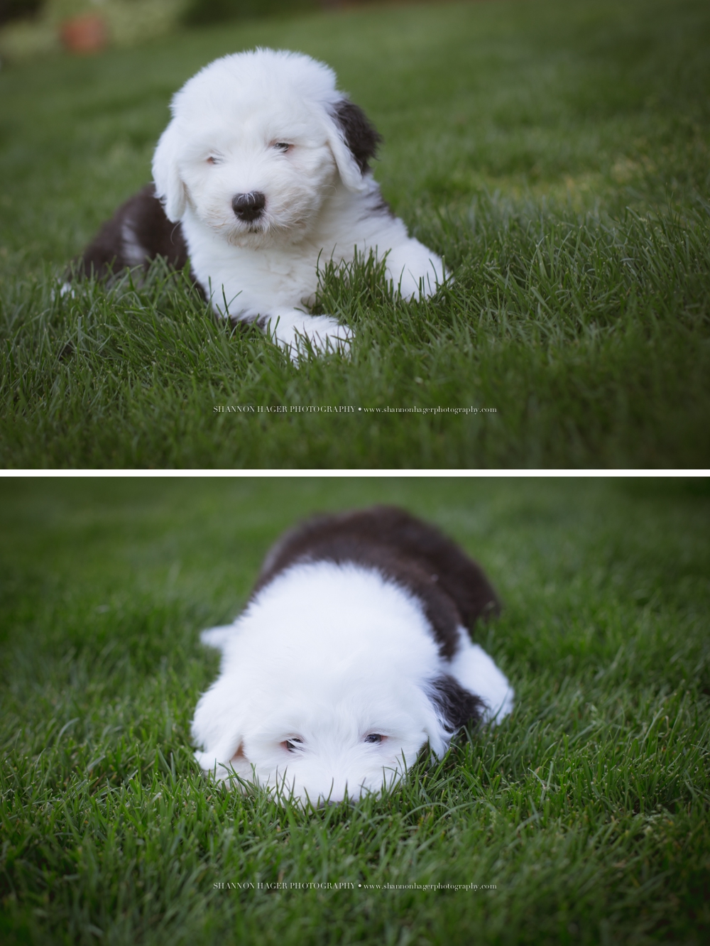 SnowDowne Too | Old English Sheepdogs: Old English Sheepdog Puppies ...