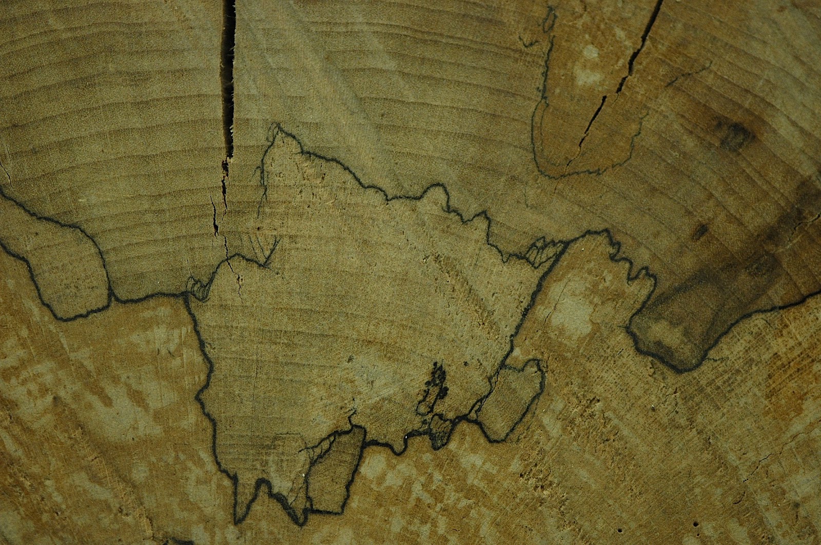 Field Biology in Southeastern Ohio: June 2012