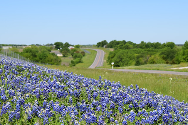 Travel for Life: Texas—Visiting Ennis for Bluebonnet Trails Festival (2019)