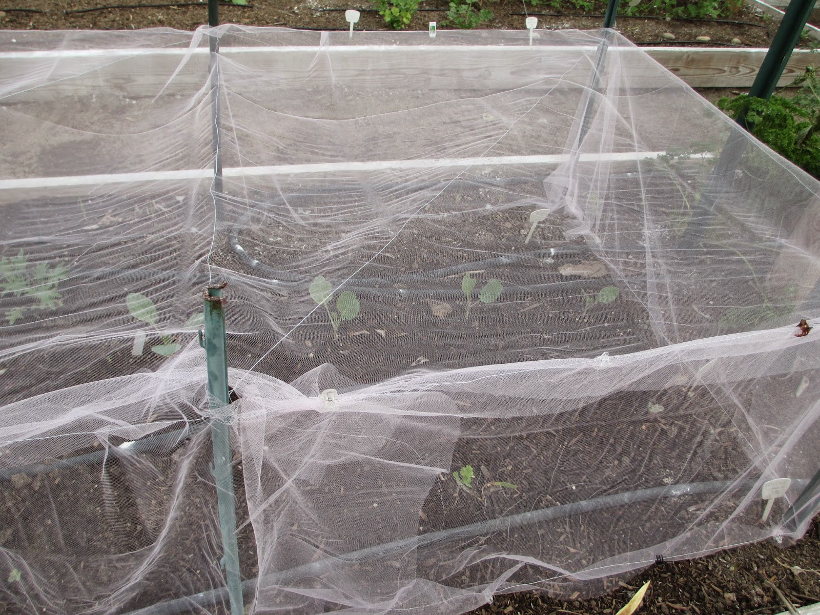 Andie's Way: Making Bigger Cabbage Row Covers