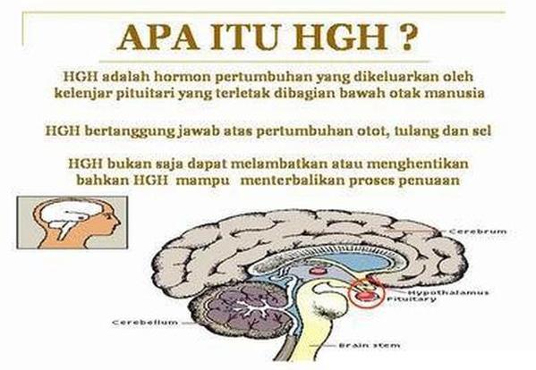 Human Growth Hormone (HGH) ~ Hormon Utama yang Mengatur Pertumbuhan Manusia