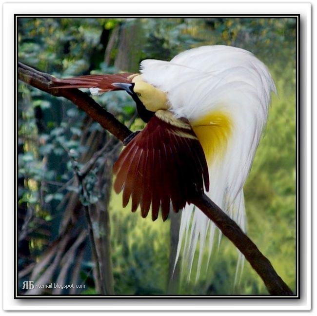 14 Awesome Gorgeous And Unusual Birds | Simply get it