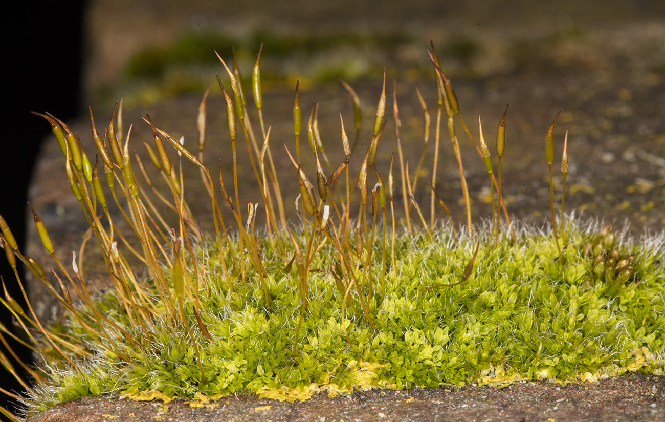 Common Wall Mosses | Naturally
