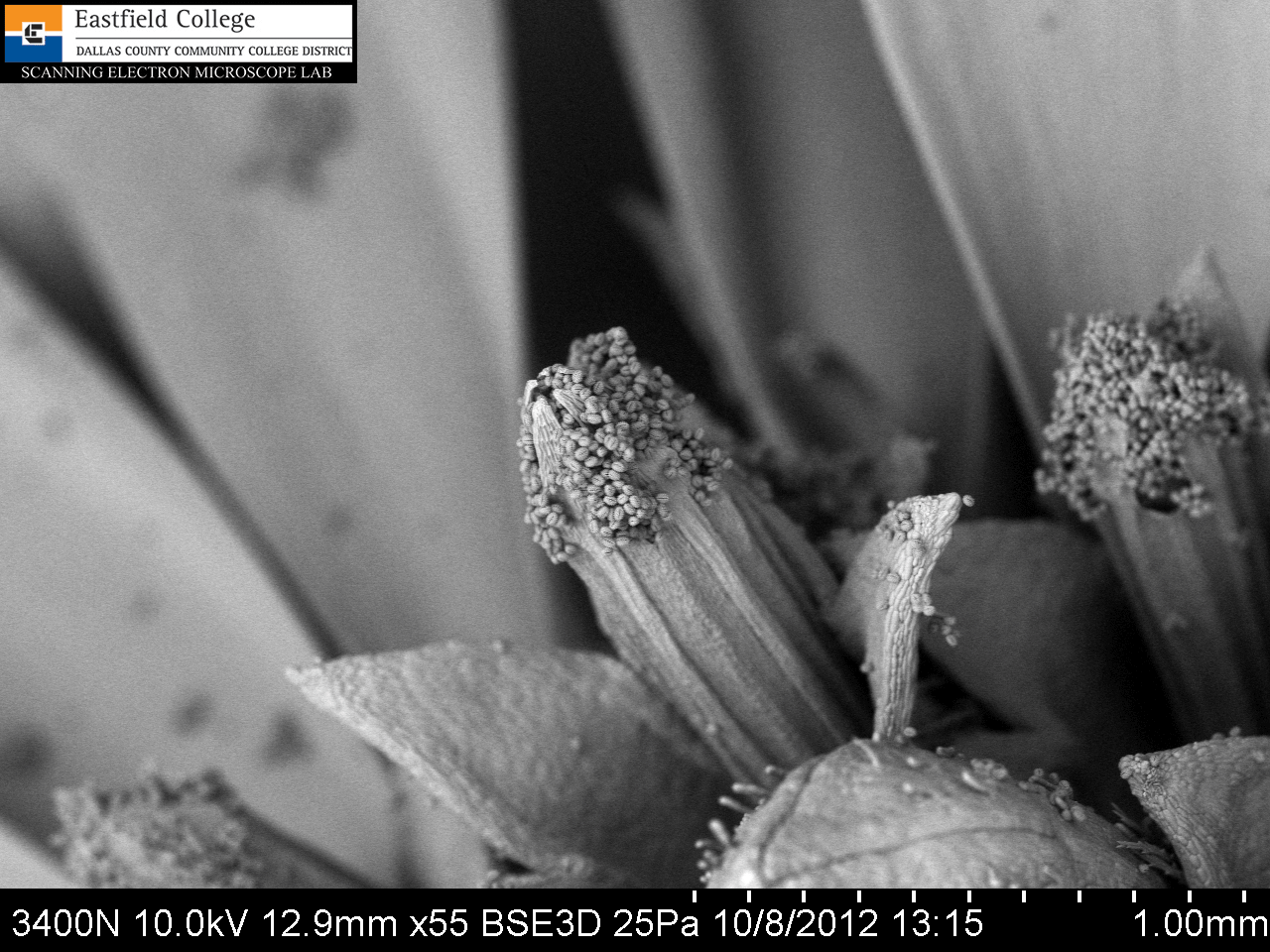 Scanning Electron Microscope Blog: My Favorite Harbinger of Fall