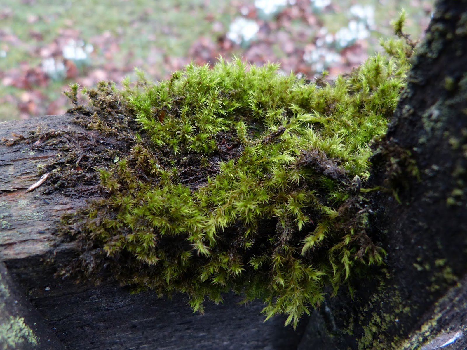 South Wales Bryophytes: An odd place for a Racomitrium