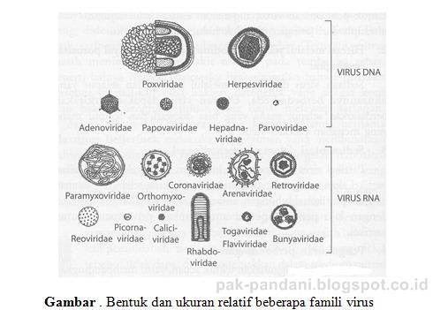 Ciri-Ciri Tubuh Virus