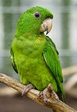 Cipactli Organización Ecológica y Sustentable : El Perico verde ...