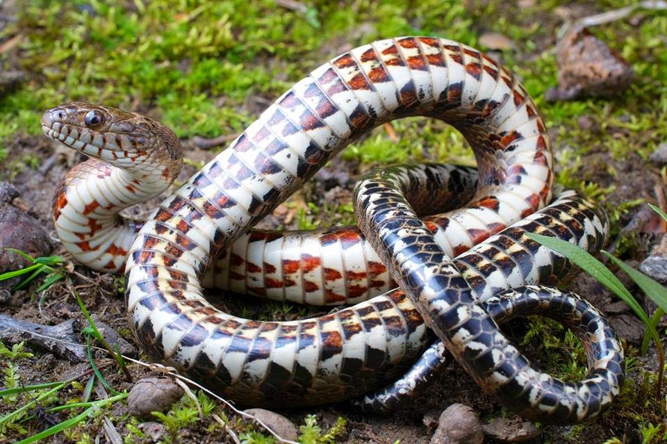 Herpedex: All the Herps I Have Seen In The Wild: Marsh Herping in ...