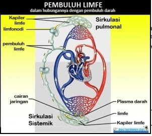 ingan ilmu ASP 2 A+: Struktur Ambing, Limpa Dan Ginjal Pada sapi.