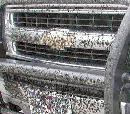 Where can I buy a radiator bug screen? | For B Bodies Only Classic ...