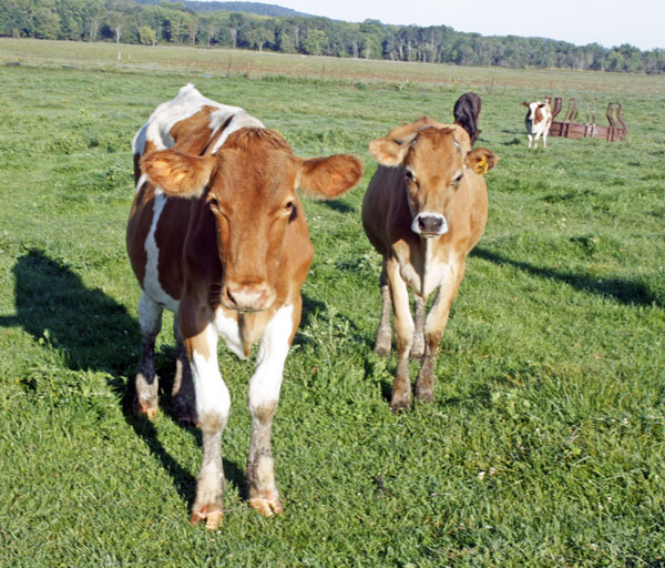 Watching the Sun Bake: African Buffalo - The Native Cow of Africa