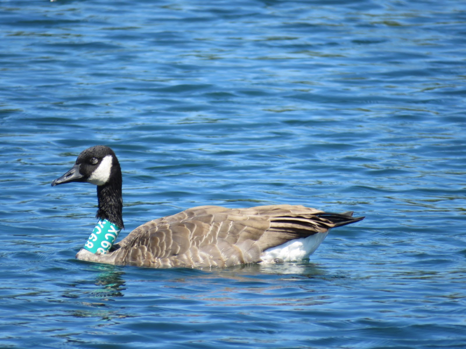 Bird & Travel Photos, Birding Sites, Bird Information: PAIR OF BANDED ...