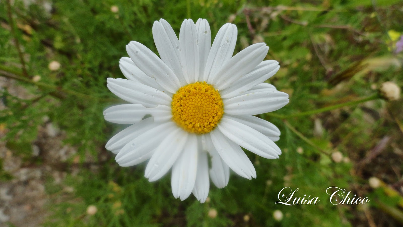 Flortografía: Las flores del mes de abril