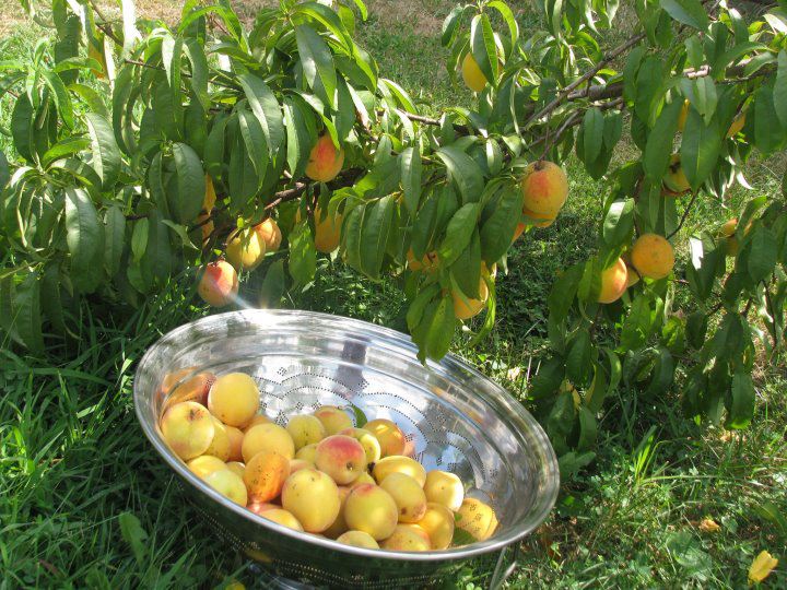 Booni Chitral and its fruits - Chitral Explorer