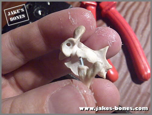 How to rearticulate a fox skeleton: part two : Jake's Bones