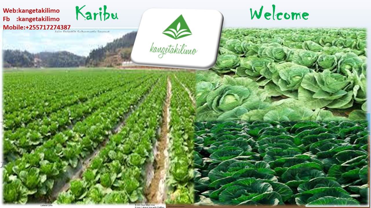 Kangetakilimo: KILIMO BORA CHA KABICHI NA KANGETAKILIMO