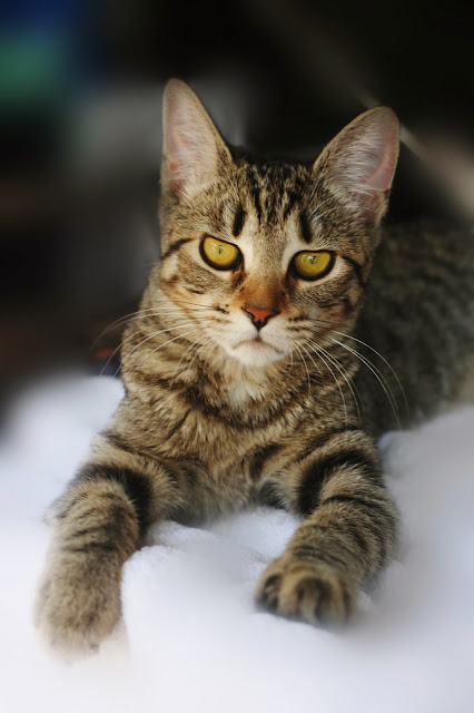 HOW TO TRANSFORM YOUR LOVELY PET INTO A GRUMPY PET | MY WHITE IDEA DIY