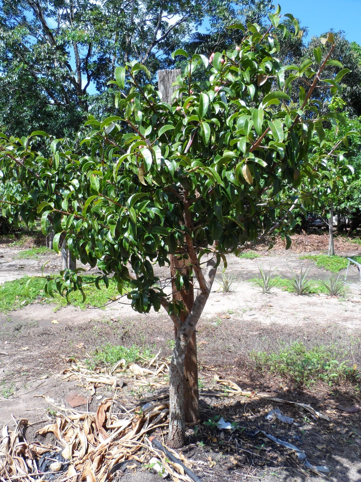 Bacuri (Platonia insignis Mart.) | A planta da vez