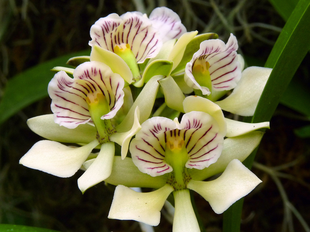 Prosthechea radiata care and culture | Travaldo's blog