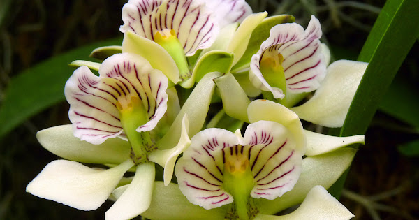 Prosthechea radiata care and culture | Travaldo's blog