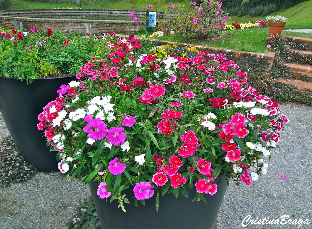 Cravina - Dianthus chinensis