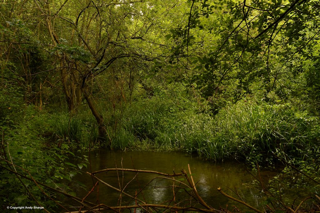 Pilley Bridge Nature Reserve: July 2012