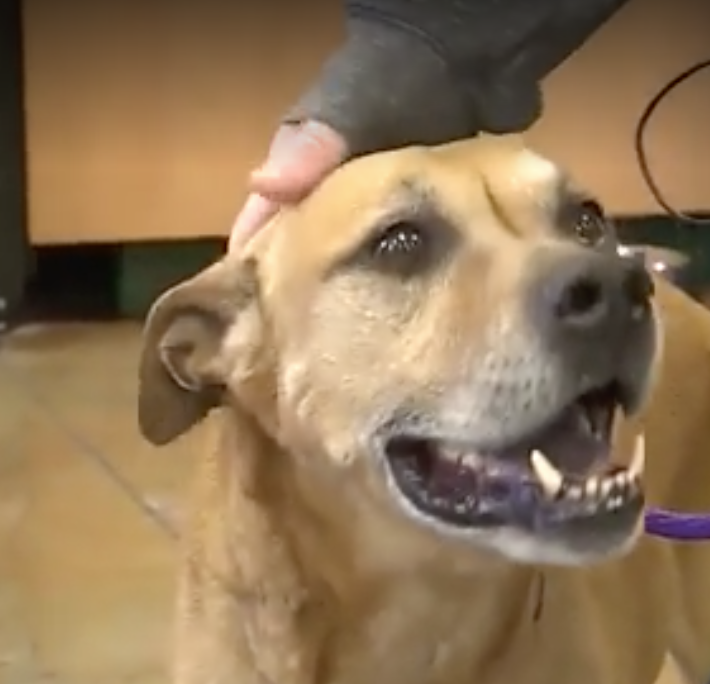 Dog Chained To Cinder Block Is Rescued - Every Day New idea