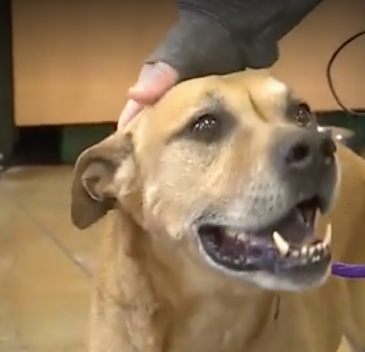 Dog Chained To Cinder Block Is Rescued - Every Day New idea