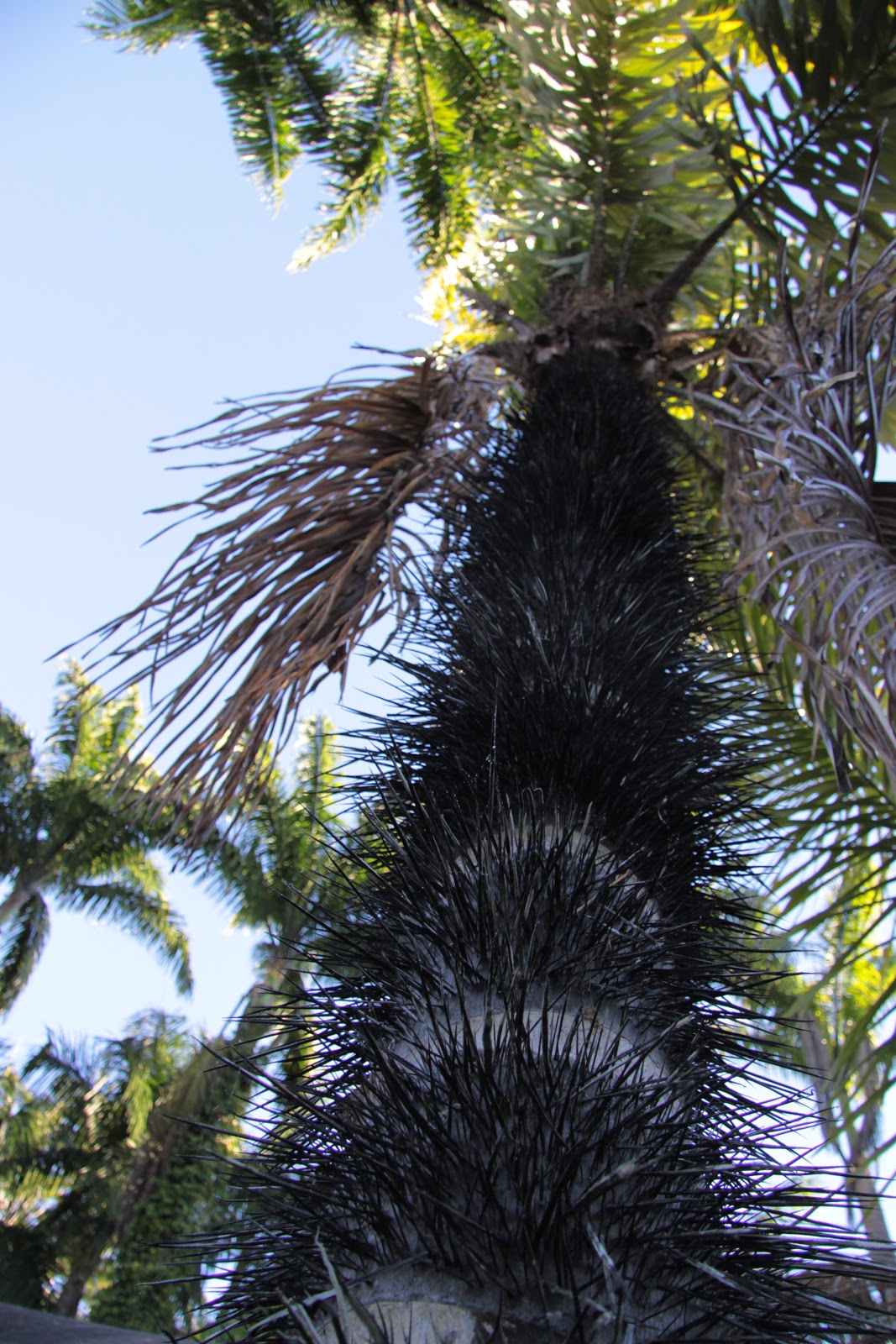 A Vital Journey: wwoofing in Julatten, QLD - Part 1